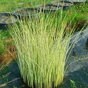 Schoenoplectus lacustris 'Albescens' (White Rush) - Aquatic Plants Nursery