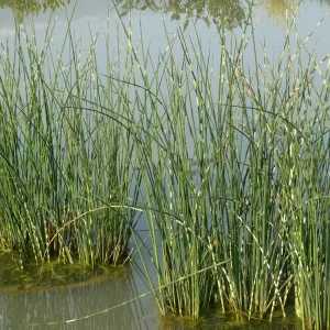 Schoenoplectus lacustris 'Zebrinus' (Zebra Rush) - Aquatic Plants Nursery