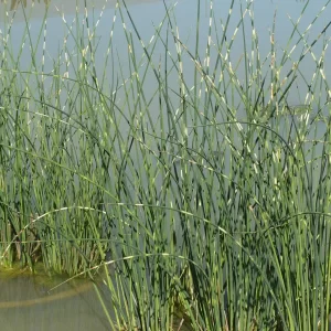 Schoenoplectus lacustris 'Zebrinus' (Zebra Rush) - Aquatic Plants Nursery