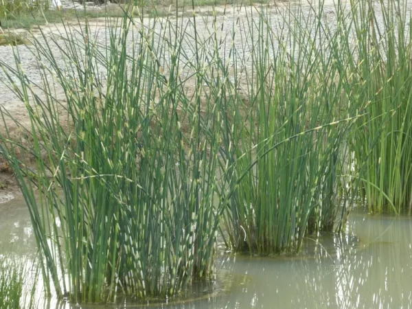 Schoenoplectus lacustris 'Zebrinus' (Zebra Rush) - Aquatic Plants Nursery