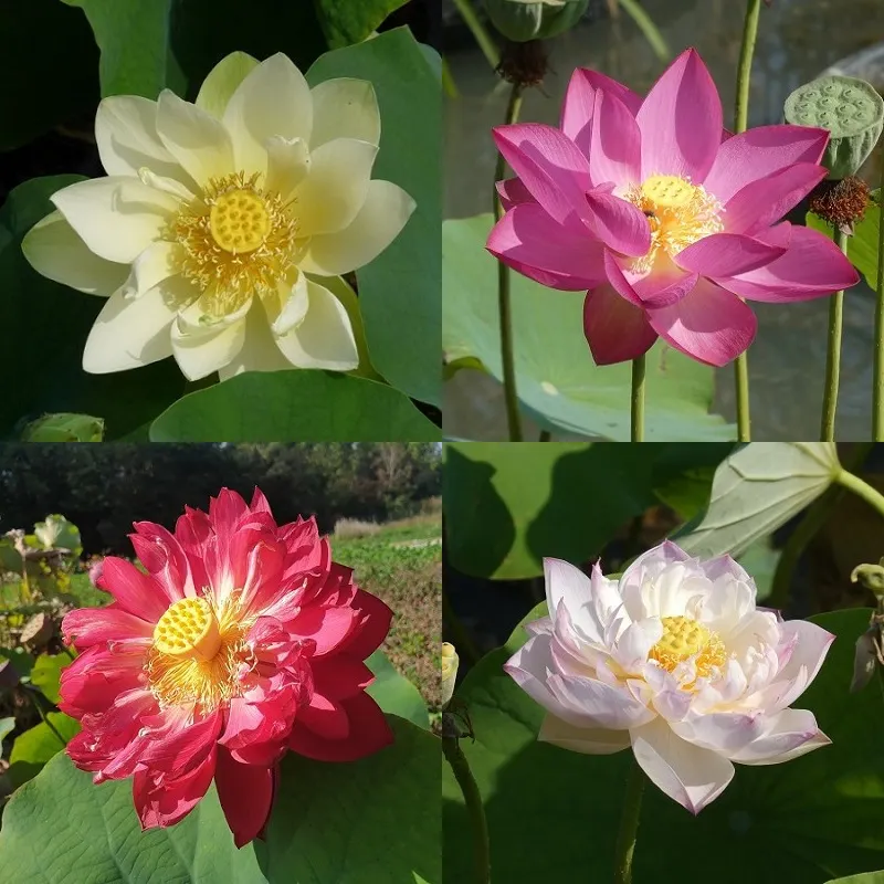 Small lotus flowers - for pots of 45-50 cm in diameter - Aquatic Plants ...