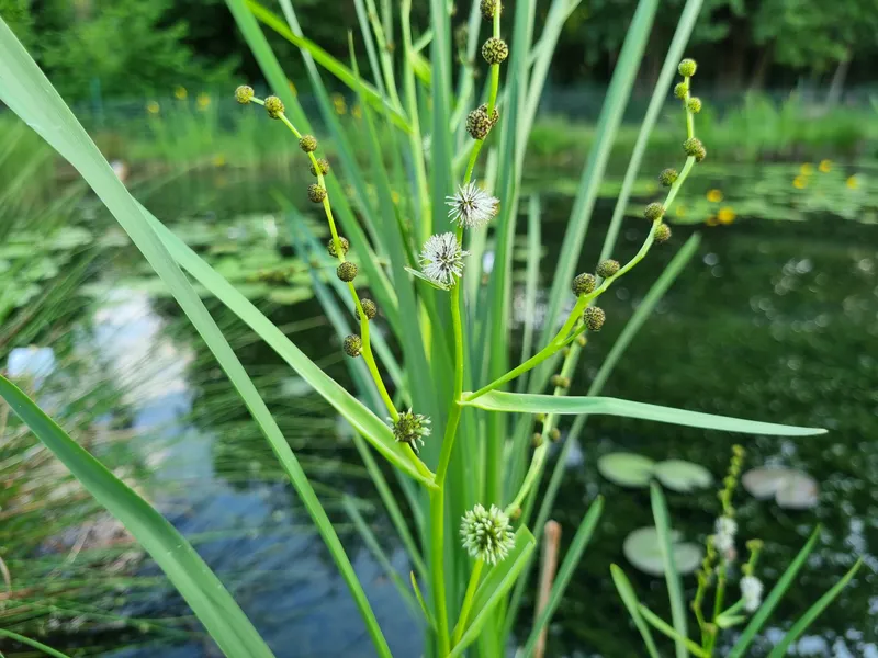 Sparganium erectum (Branched Bur-Reed) - Aquatic Plants Nursery