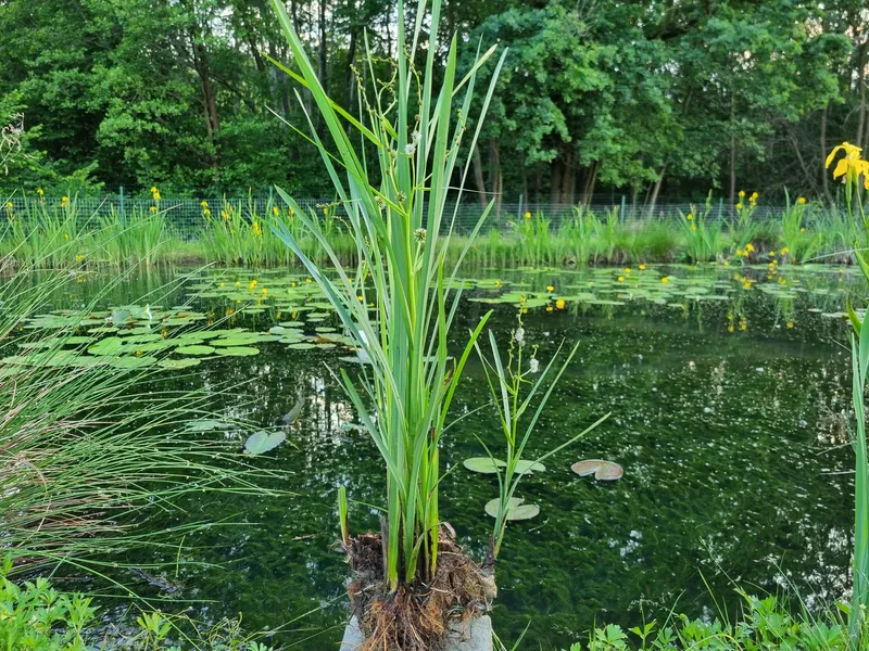 Sparganium erectum (Branched Bur-Reed) - Aquatic Plants Nursery