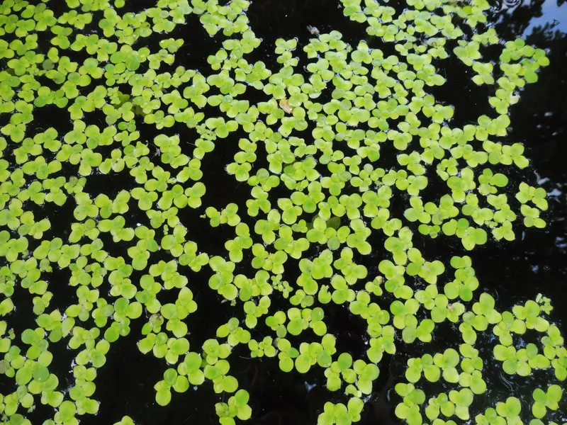 Spirodela polyrhiza (Greater Duckweed) - Aquatic Plants Nursery