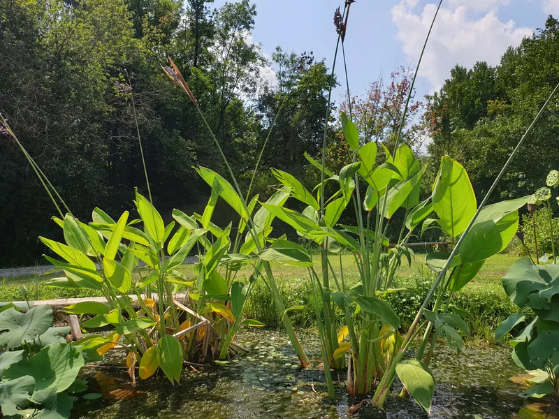 Thalia dealbata (Powdery Alligator Flag) - Aquatic Plants Nursery