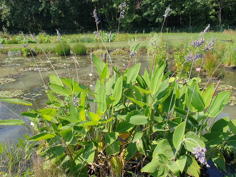 Thalia dealbata (Powdery Alligator Flag) - Aquatic Plants Nursery