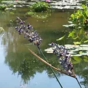 Thalia dealbata (Powdery Alligator Flag) - Aquatic Plants Nursery