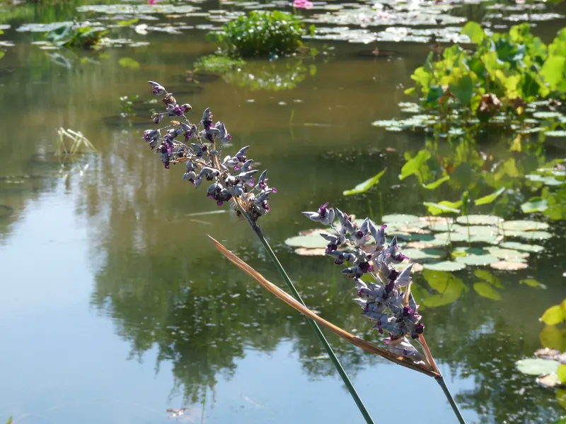 Thalia dealbata (Powdery Alligator Flag) - Aquatic Plants Nursery