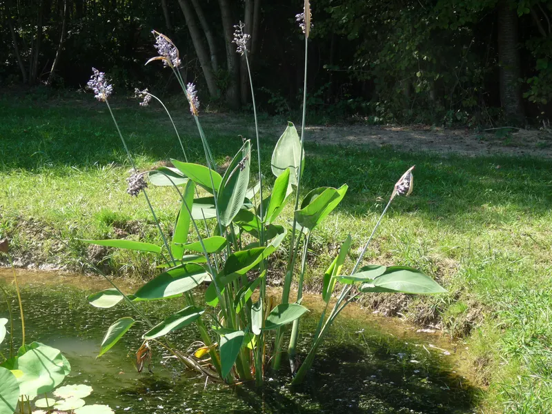 Thalia dealbata (Powdery Alligator Flag) - Aquatic Plants Nursery