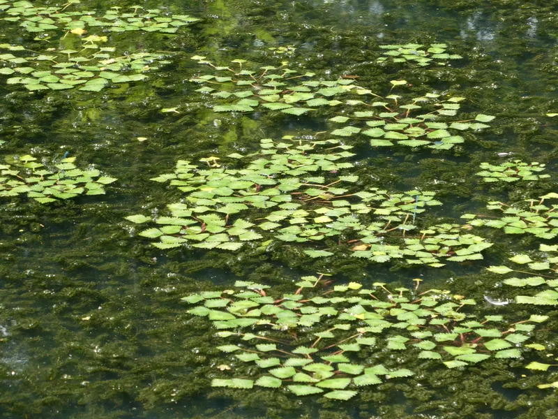 Trapa natans (Water Chestnut) - Aquatic Plants Nursery