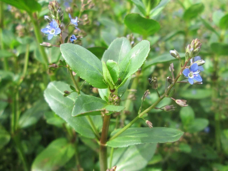 Veronica beccabunga (European Speedwell, Brooklime) - Aquatic Plants ...