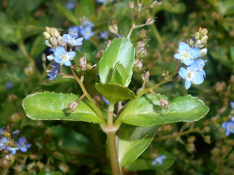 Veronica beccabunga (European Speedwell, Brooklime) - Aquatic Plants ...