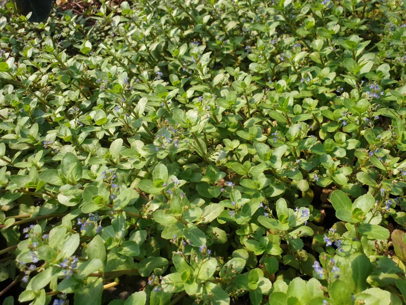 Veronica beccabunga (European Speedwell, Brooklime) - Aquatic Plants ...