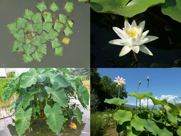 Edible aquatic plants - Aquatic Plants Nursery