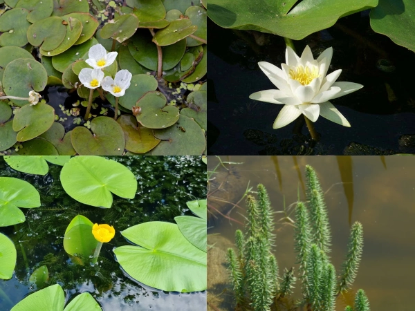Native European aquatic plants - Aquatic Plants Nursery