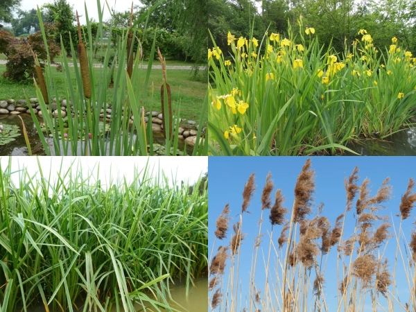 Plants for phyto-purification - Aquatic Plants Nursery