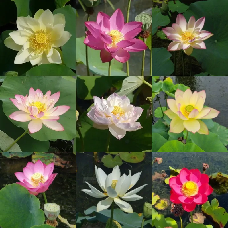 Nelumbo - Lotus flowers selected by us - Aquatic Plants Nursery