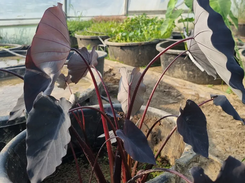 Colocasia esculenta 'Black Runner' - Aquatic Plants Nursery