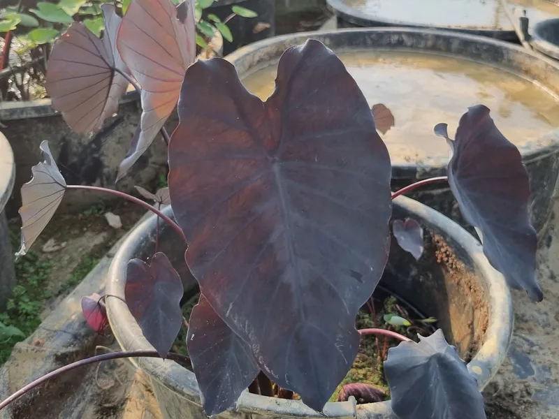 Colocasia esculenta 'Black Runner' - Aquatic Plants Nursery