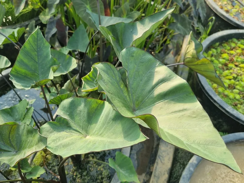 Colocasia esculenta 'Tea Cup' - Aquatic Plants Nursery