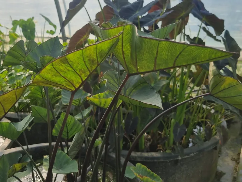 Colocasia esculenta 'Tea Cup' - Aquatic Plants Nursery
