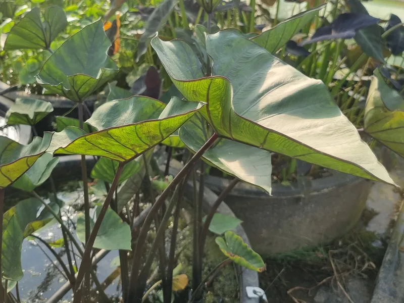 Colocasia esculenta 'Tea Cup' - Aquatic Plants Nursery