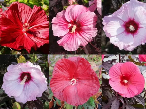 Hibiscus moscheutos - Aquatic Plants Nursery