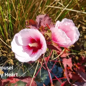 Hibiscus moscheutos - Aquatic Plants Nursery