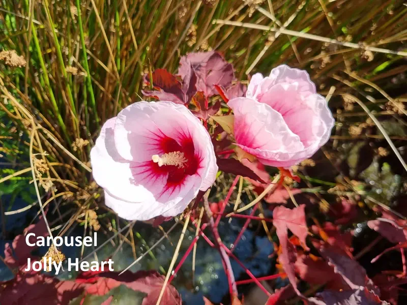 Hibiscus moscheutos - Aquatic Plants Nursery