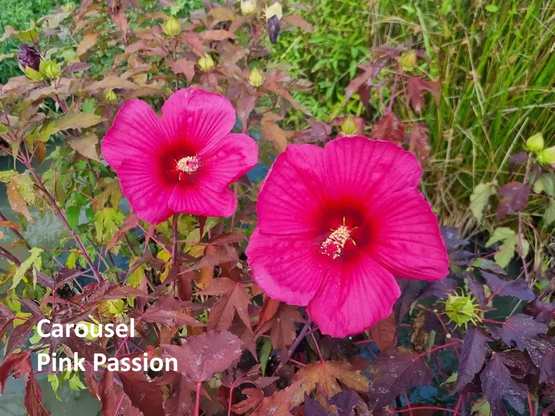 Hibiscus moscheutos - Aquatic Plants Nursery