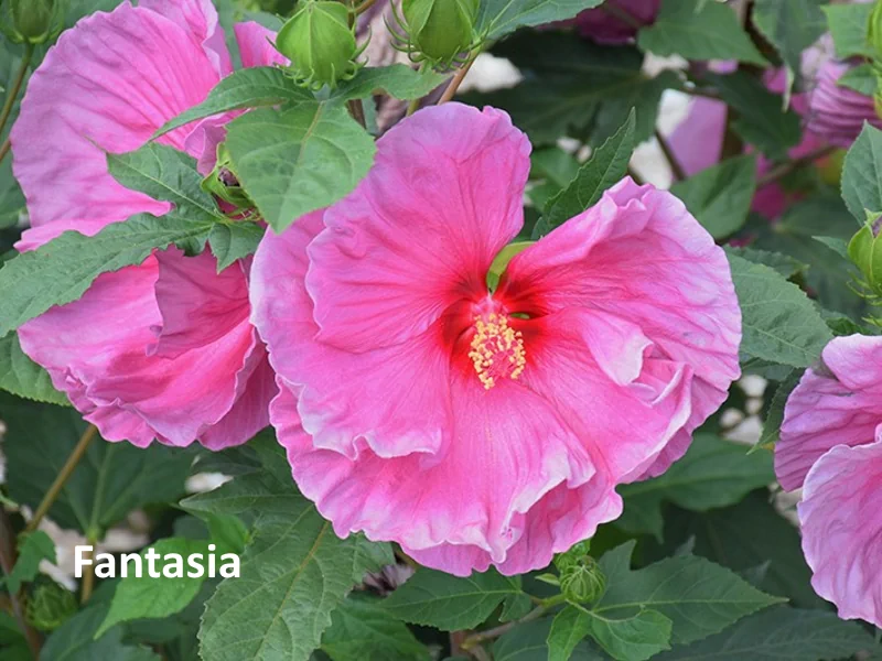Hibiscus moscheutos - Aquatic Plants Nursery