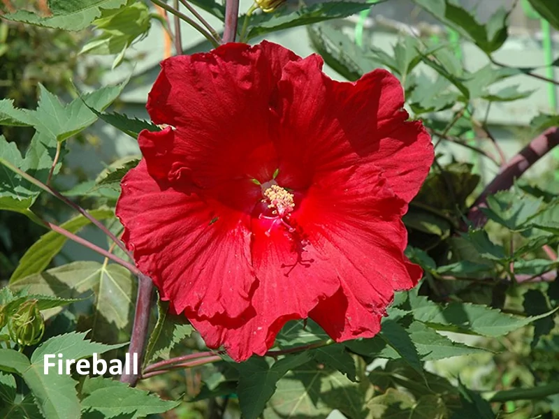Hibiscus moscheutos - Aquatic Plants Nursery