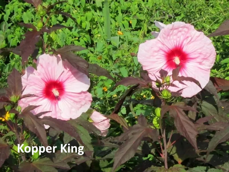 Hibiscus moscheutos - Aquatic Plants Nursery