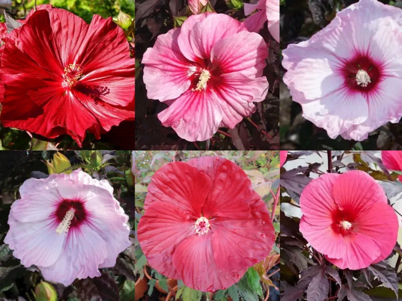 Hibiscus moscheutos - Aquatic Plants Nursery