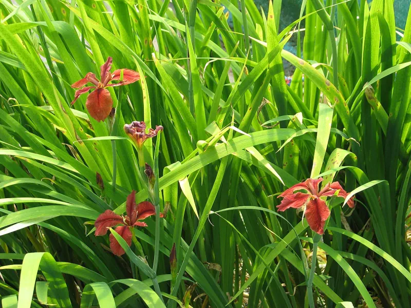 Iris fulva (Copper Iris) - Aquatic Plants Nursery
