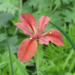 Iris fulva (Copper Iris) - Aquatic Plants Nursery