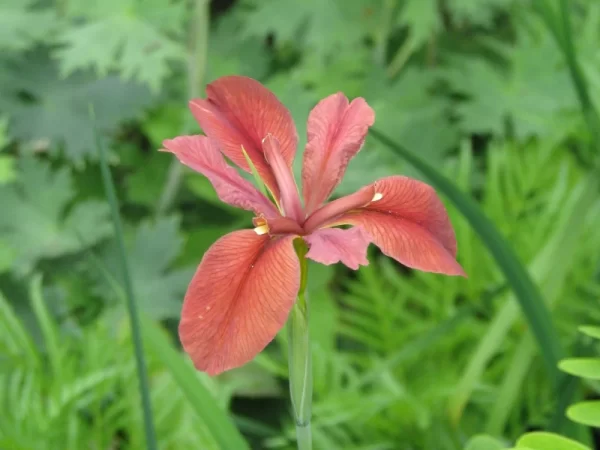 Iris fulva (Copper Iris) - Aquatic Plants Nursery