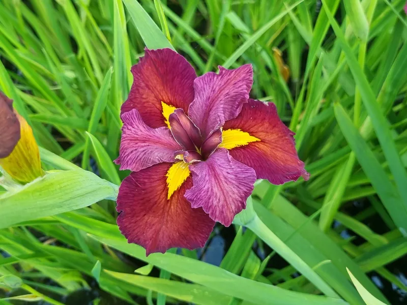 Iris louisiana ‘Ann Chowning’ - Aquatic Plants Nursery