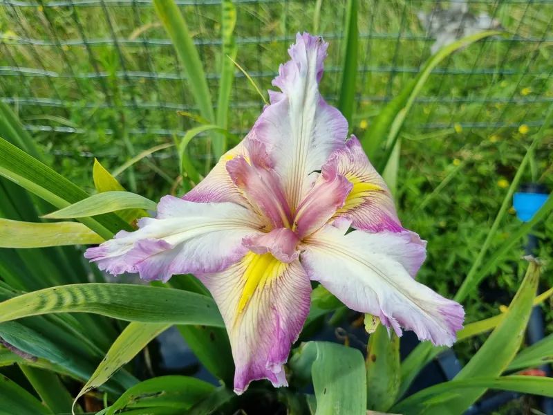 Iris louisiana 'Feather and Fan' - Aquatic Plants Nursery