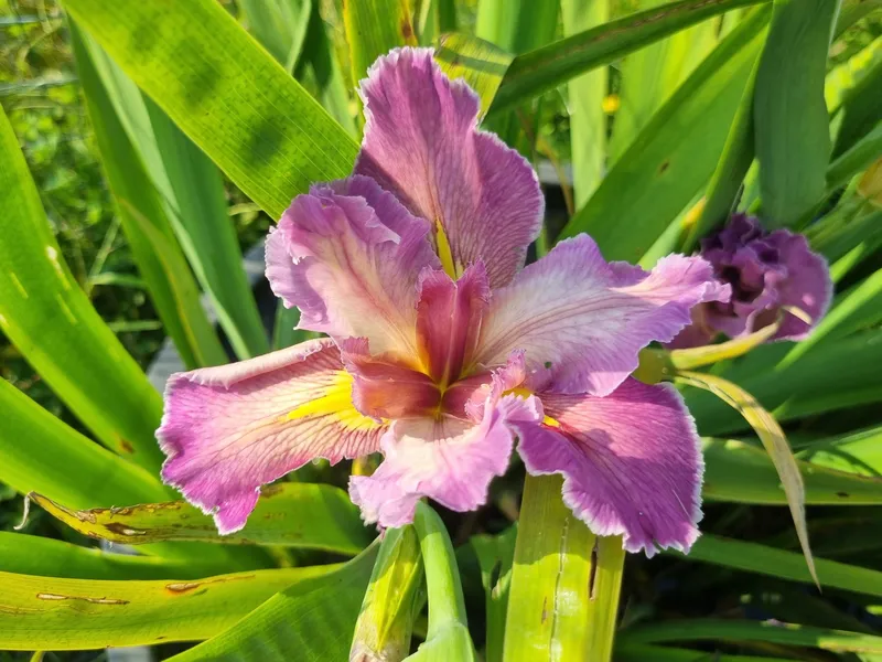 Iris louisiana 'Feather and Fan' - Aquatic Plants Nursery