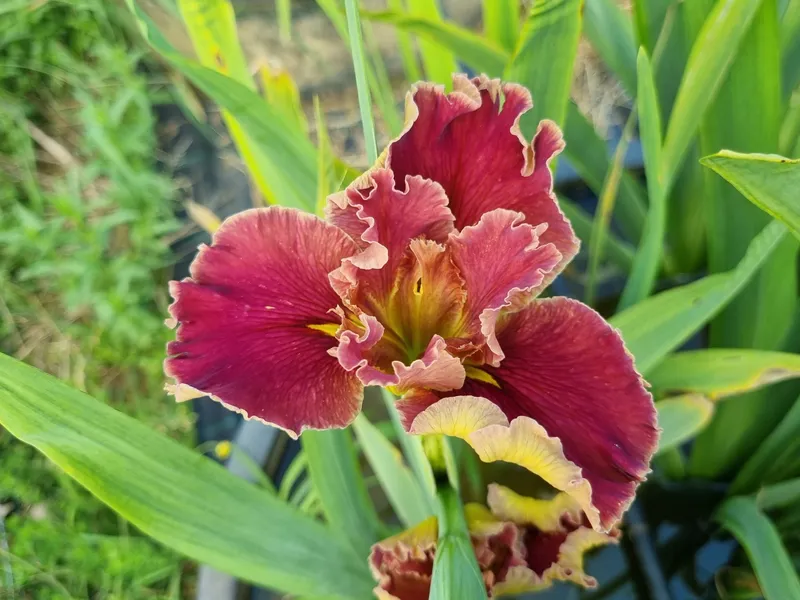 Iris louisiana 'Hail Mary' - Aquatic Plants Nursery