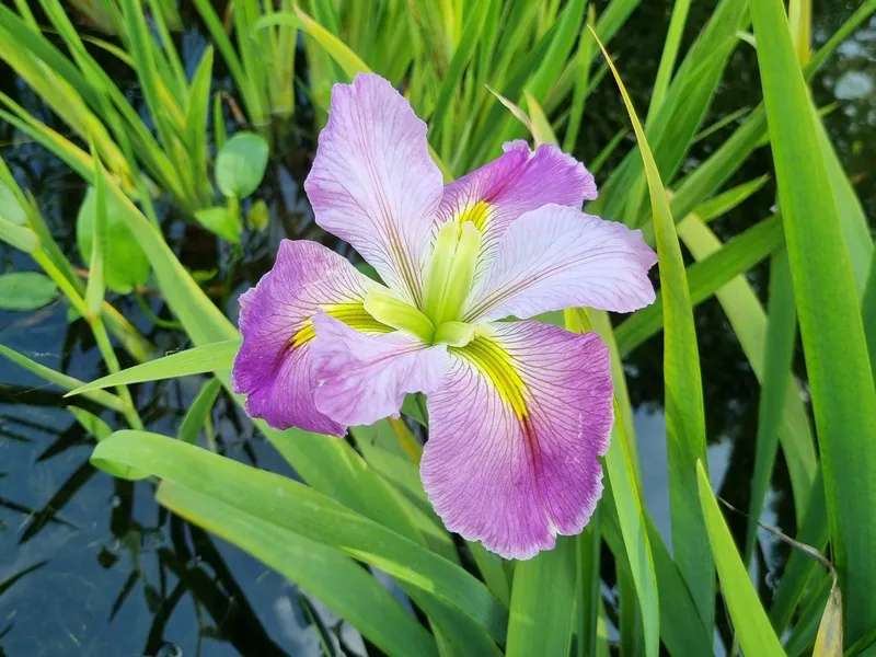 Iris louisiana 'Kristi G' - Aquatic Plants Nursery