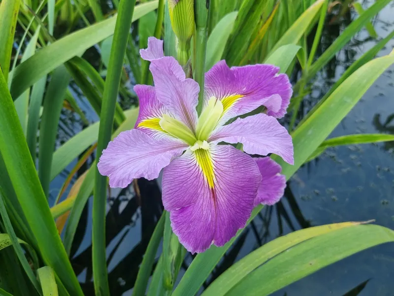 Iris louisiana 'Kristi G' - Aquatic Plants Nursery