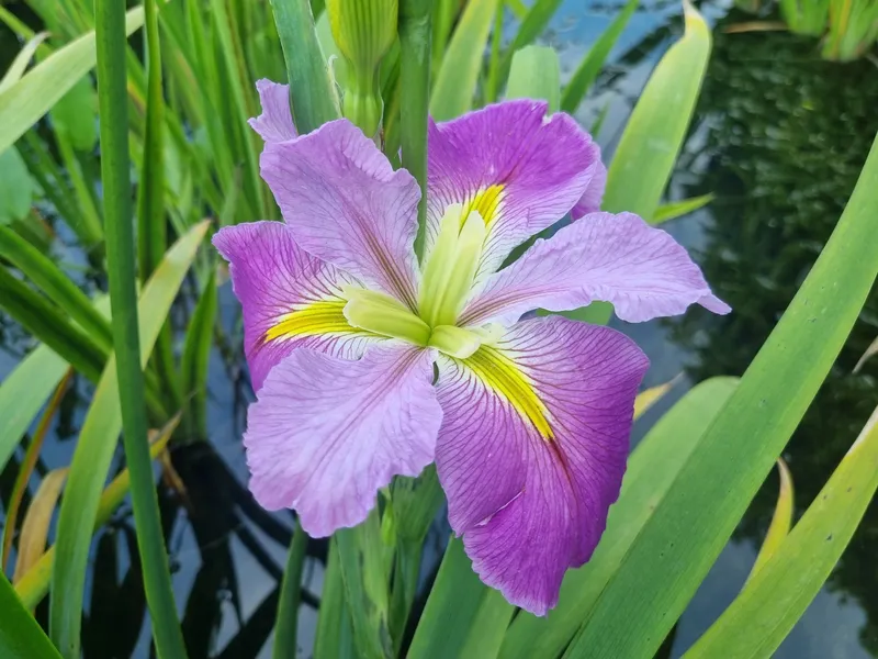 Iris louisiana 'Kristi G' - Aquatic Plants Nursery
