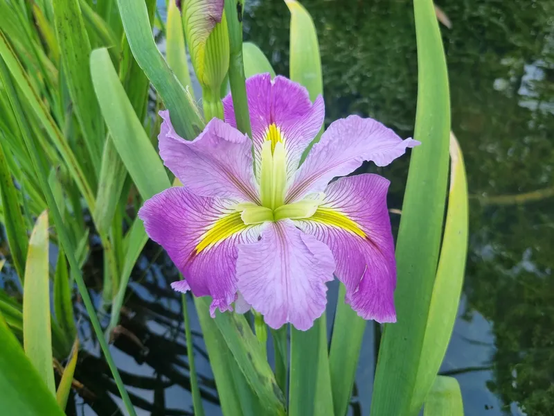Iris louisiana 'Kristi G' - Aquatic Plants Nursery