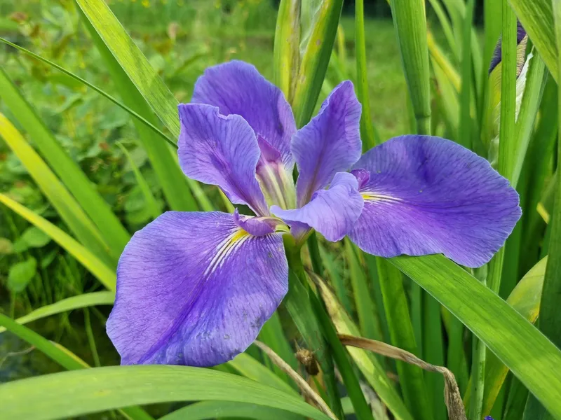 Iris Louisiana 'Ruth Holleyman' - Aquatic Plants Nursery