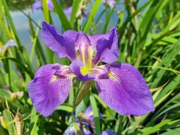 Iris Louisiana 'Ruth Holleyman' - Aquatic Plants Nursery