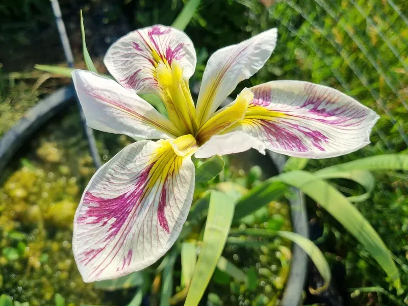 Iris louisiana 'Splitter Splatter' - Aquatic Plants Nursery