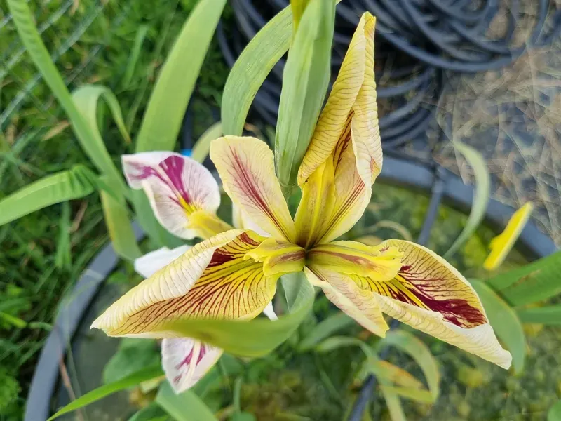 Iris louisiana 'Splitter Splatter' - Aquatic Plants Nursery