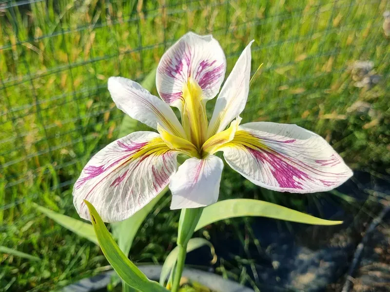 Iris louisiana 'Splitter Splatter' - Aquatic Plants Nursery
